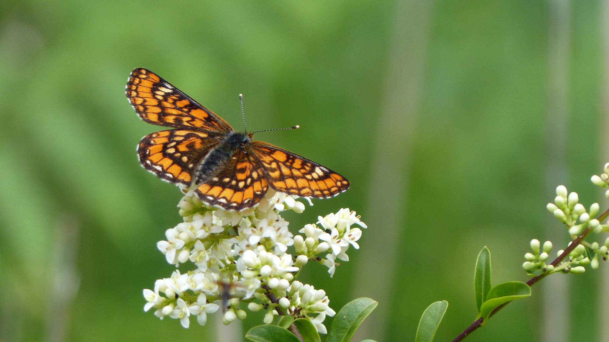 Les insectes, arthropodes et autres invertébrés | Parc national de forêts