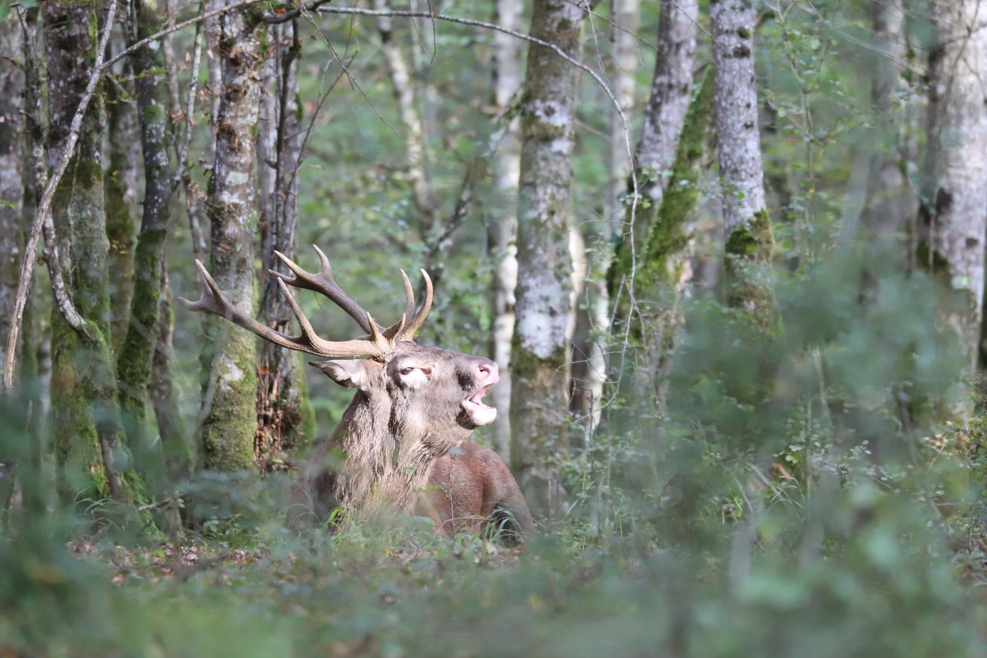 Les zones de quiétude pour le cerf | Parc national de forêts