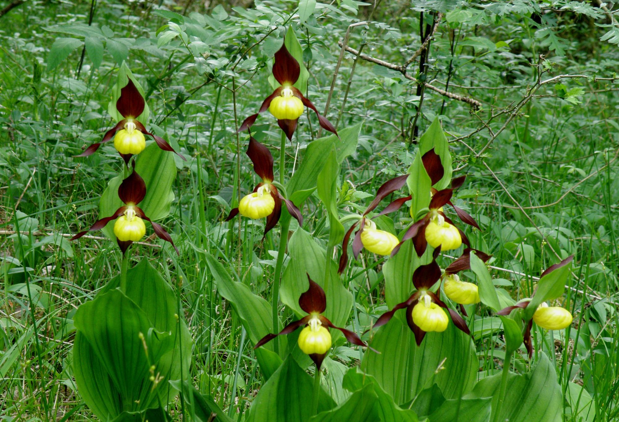 Le Sabot de Vénus | Parc national de forêts